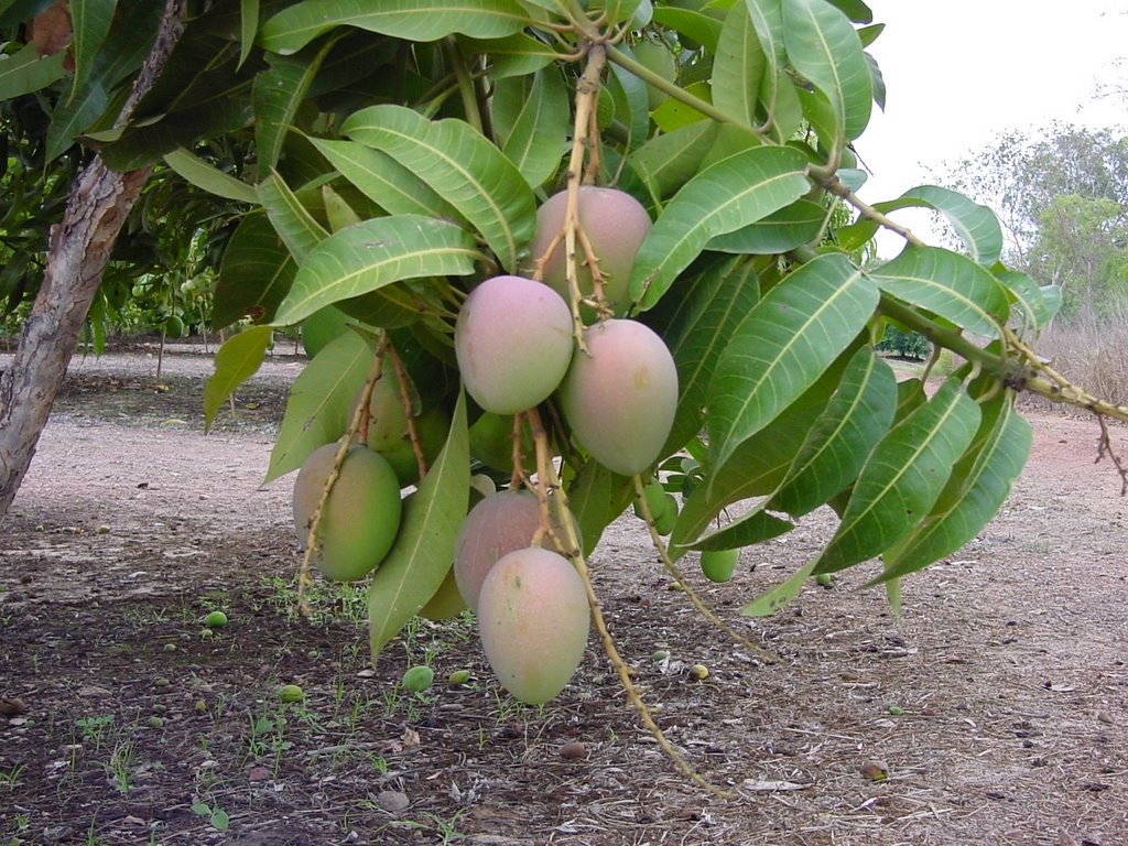CROPS OF PAKISTAN: Mango
